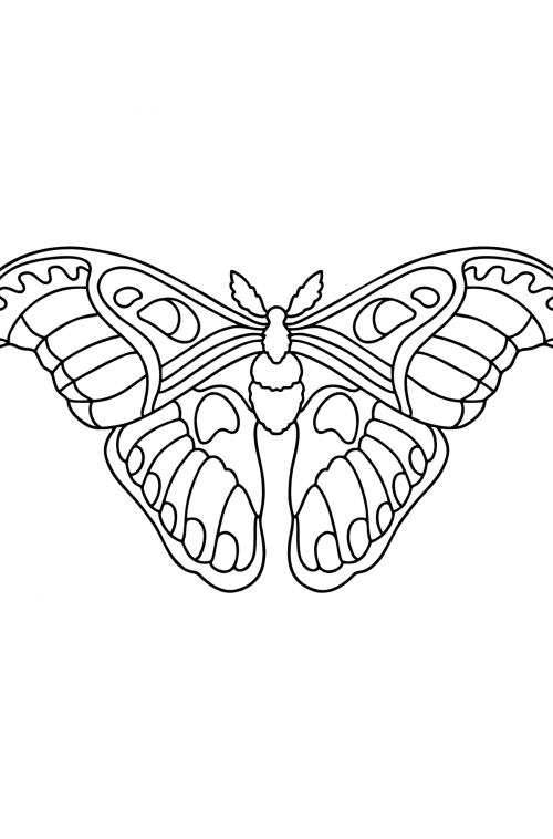 Boyama sayfası Saten kelebek | Coloring-for-Kids.com