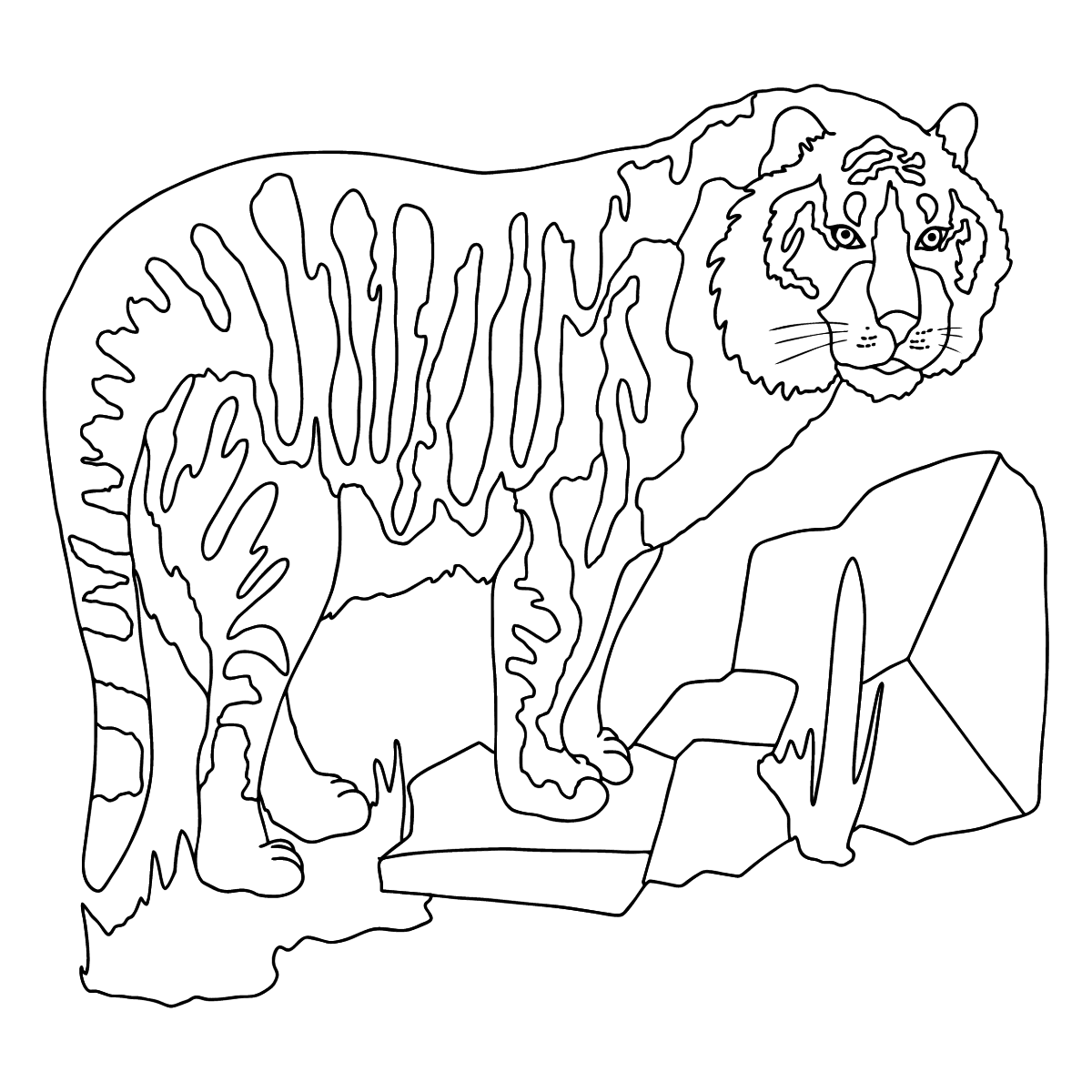 Omalovánka Tygr (Obtížný) ♥ Online a Tisk zdarma pro děti!