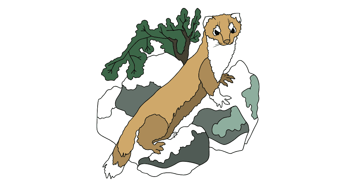 Coloring Page An Ermine - Download and Color Online
