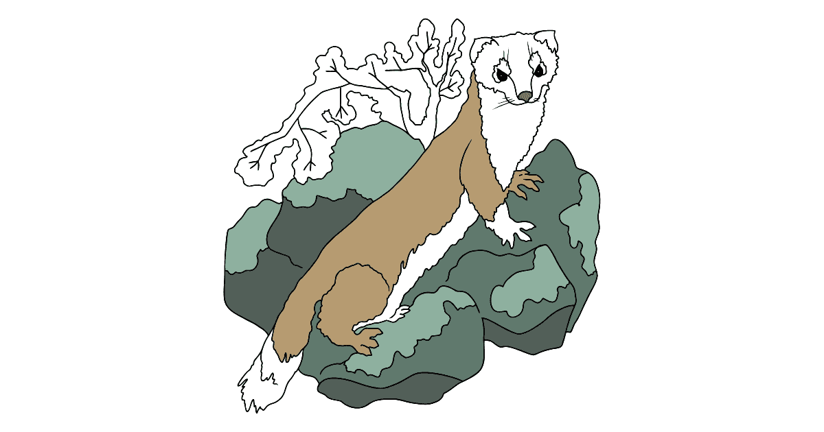 Coloring Page with An Ermine - Print (A4) for free!
