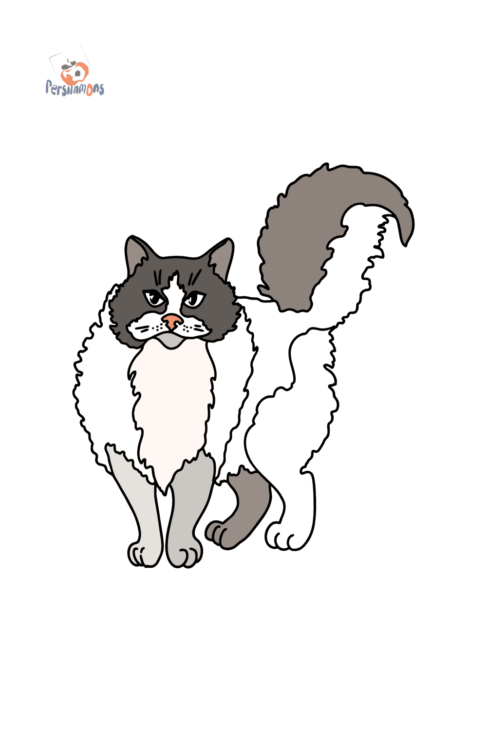 Ragdoll Cat coloring page ♥ Online and Print for Free!