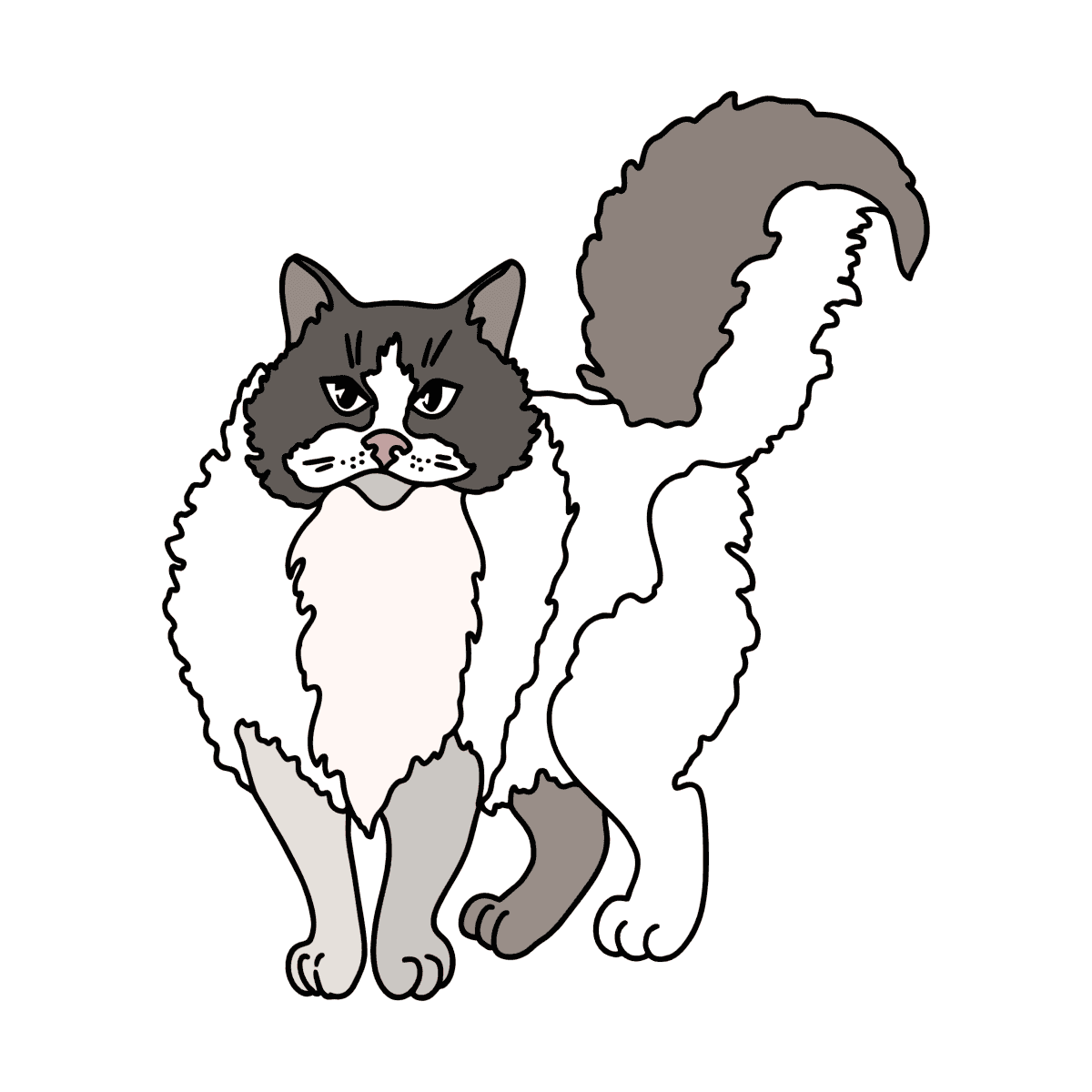 Ragdoll Cat coloring page ♥ Online and Print for Free!