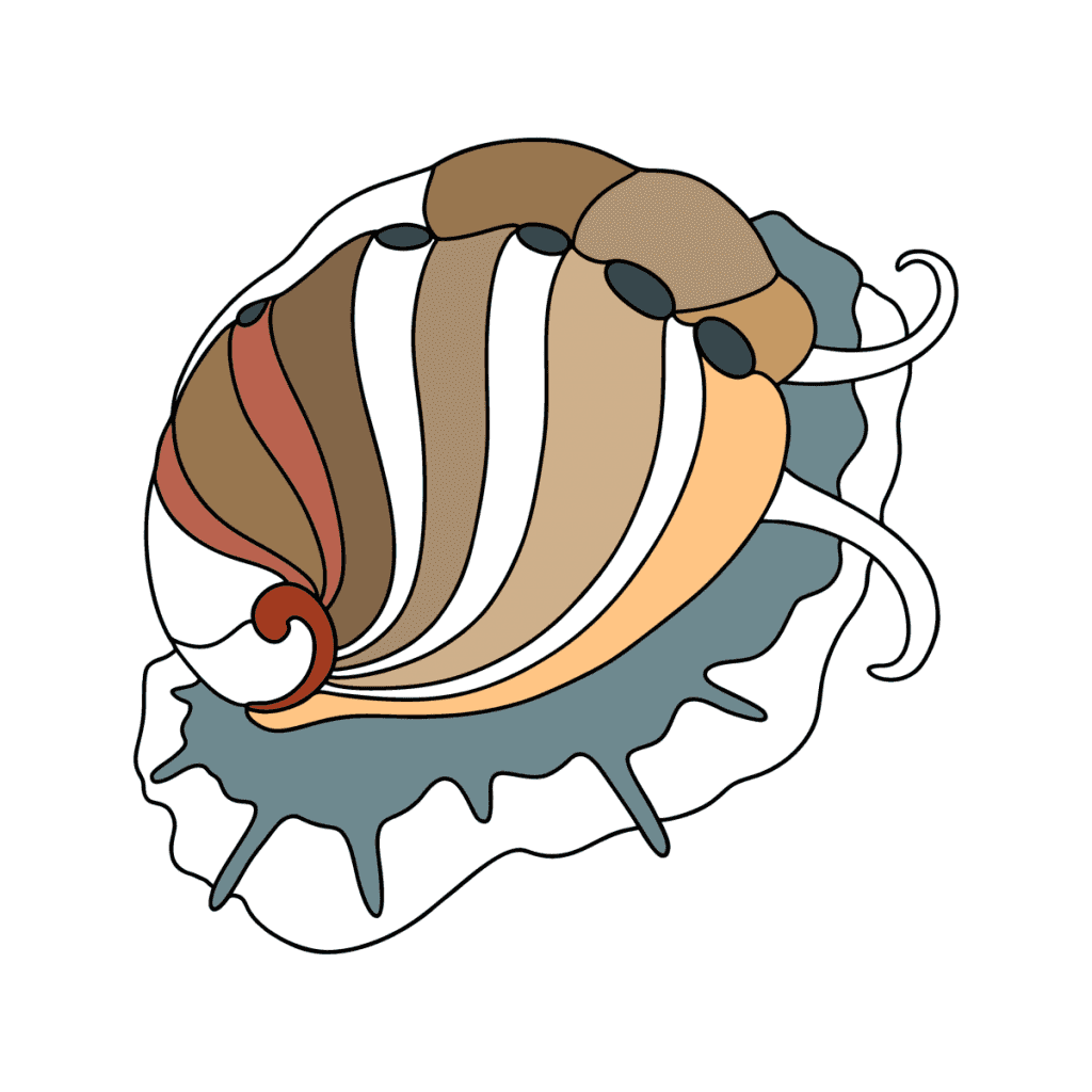 Sea animals coloring pages - Print, and Color Online!