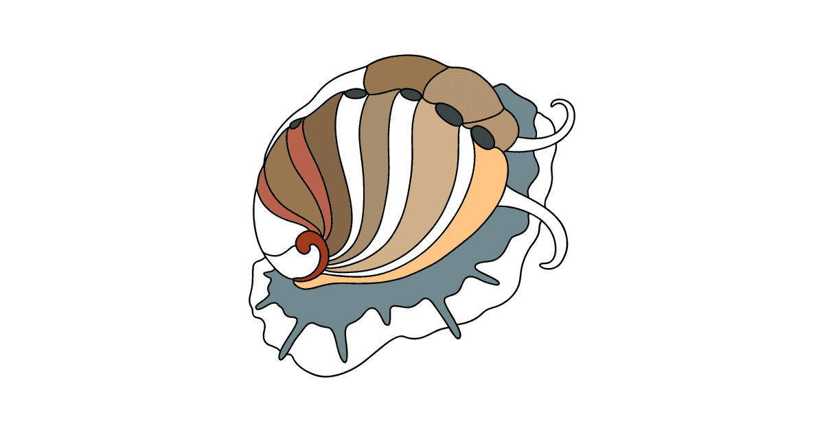 Mollusk abalone coloring page ♥ Online and Print for Free!