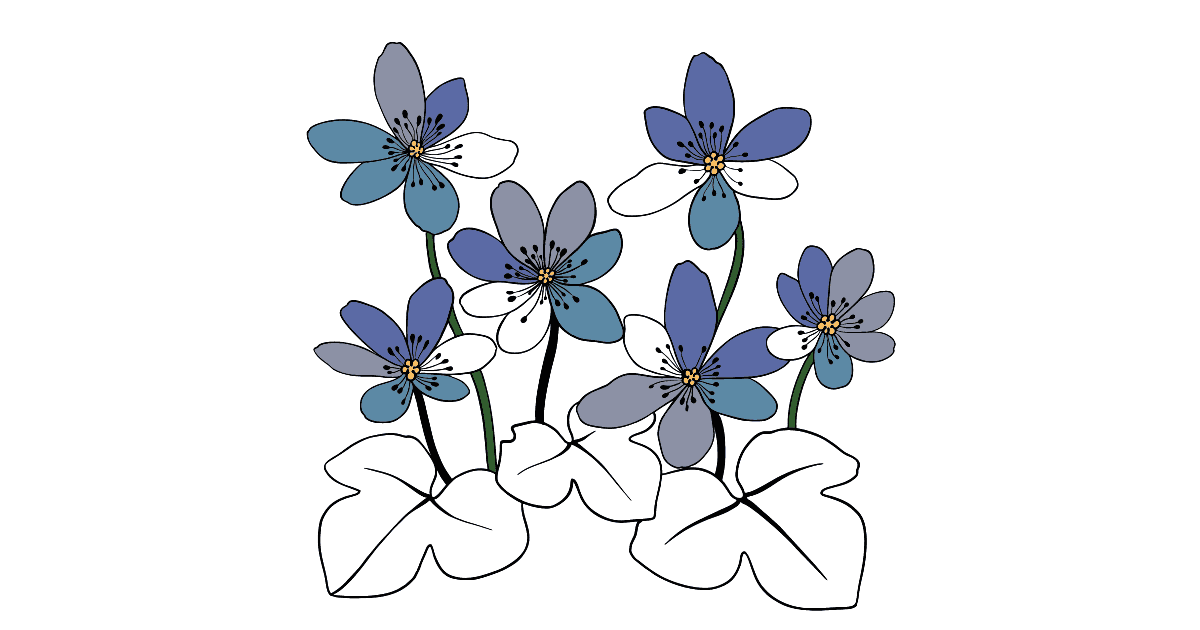 Coloring Page Hepatica with Blue Petals ♥ Online and Print for Free!