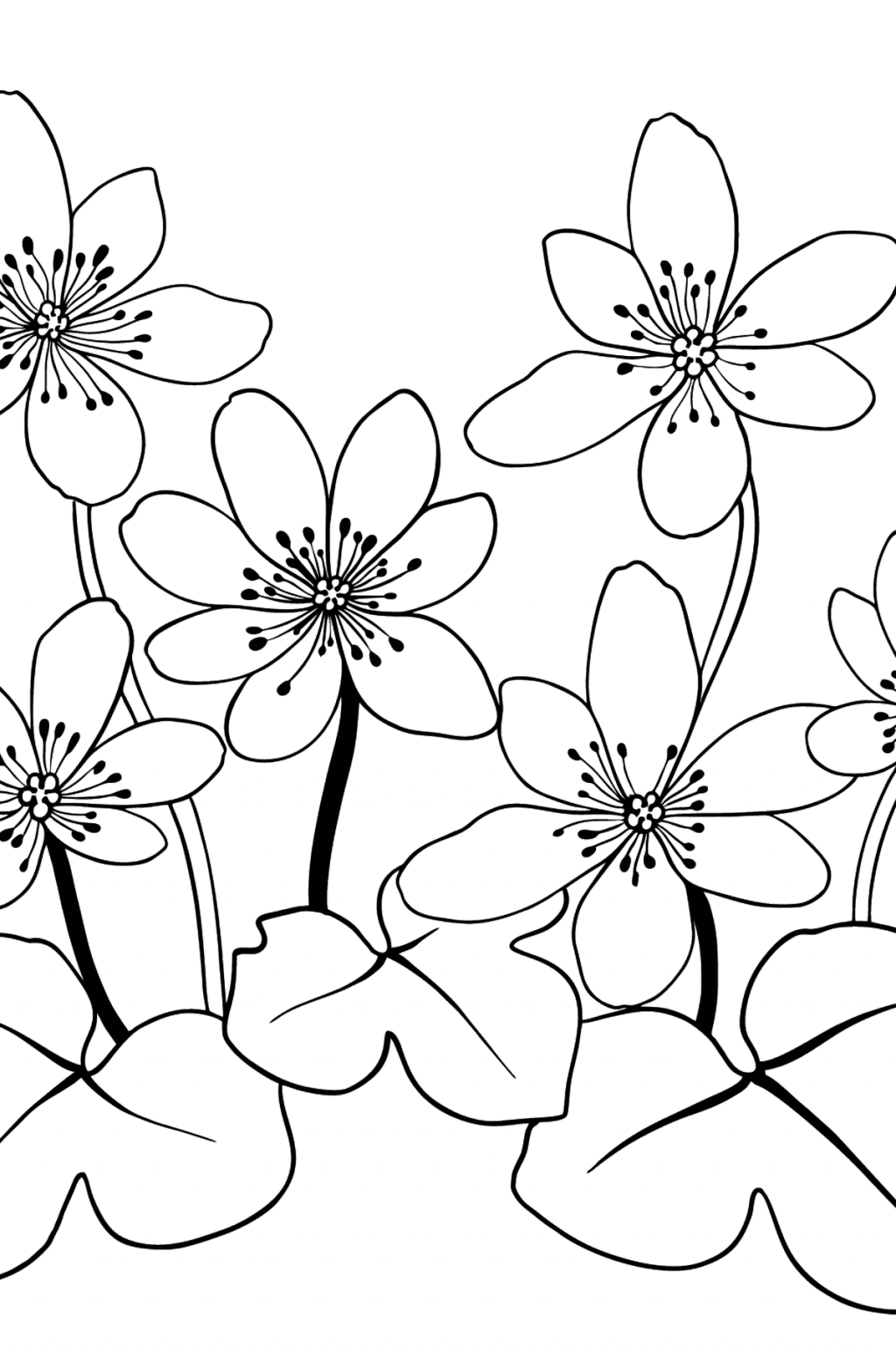 Coloring Page Hepatica with Blue Petals ♥ Online and Print for Free!