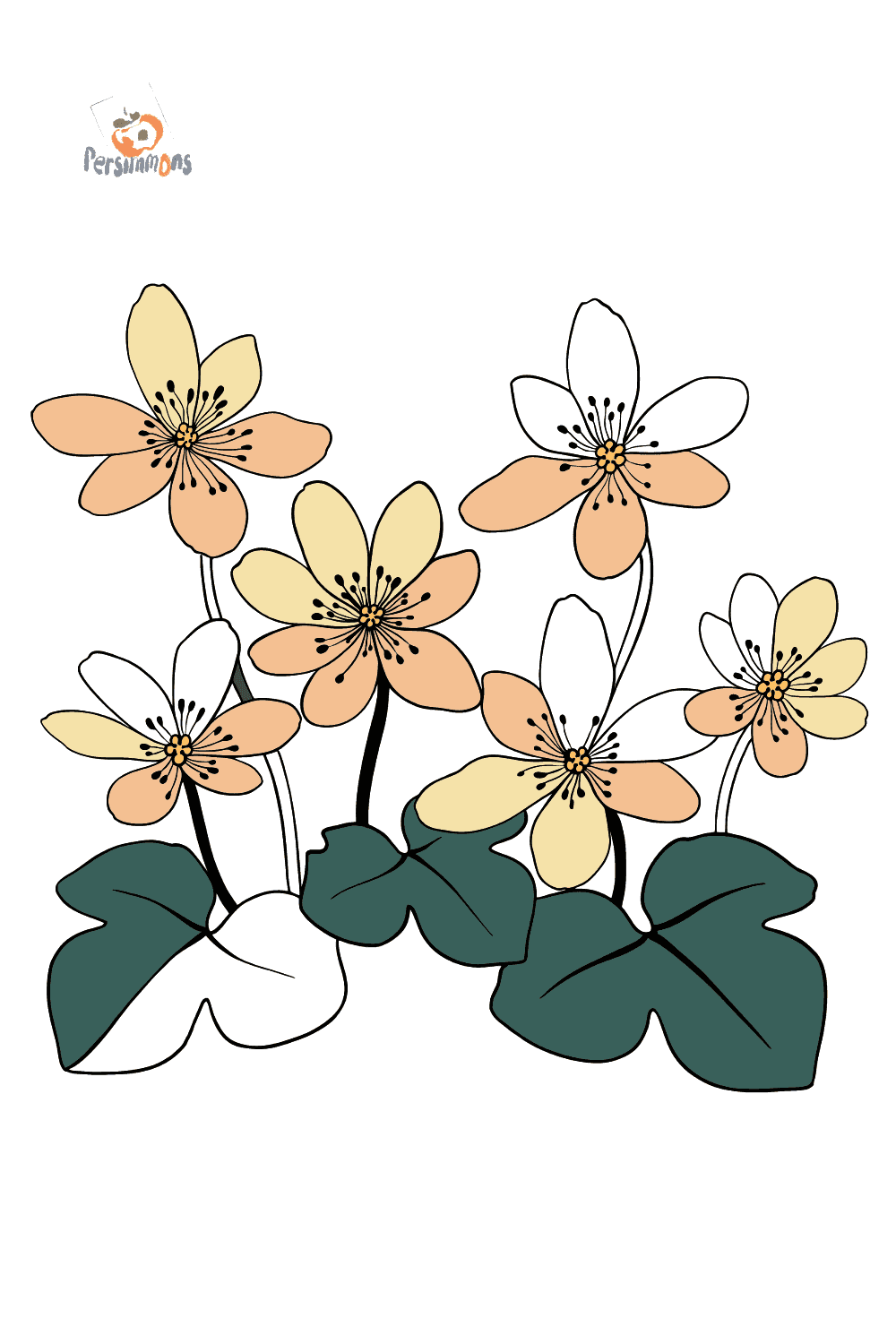 Desenho para colorir de Hepatica | Coloring-for-Kids.com
