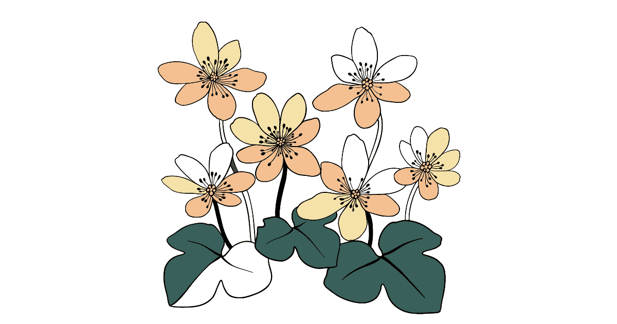Desenho para colorir de Hepatica | Coloring-for-Kids.com