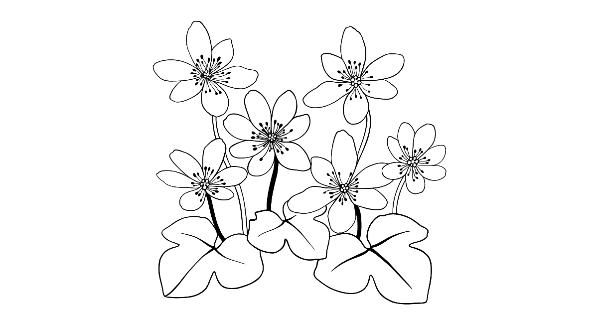 Flower Coloring Page - Hepatica ♥ Online and Print for Free!