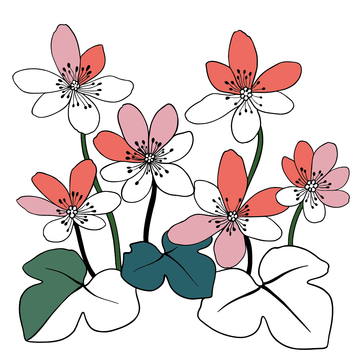 Dibujo para Colorear de Hepatica - Imprime y en Línea