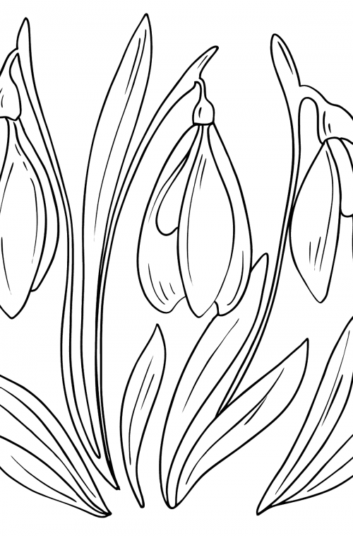 Snowdrops Coloring Page ♥ Online and Print for Free!