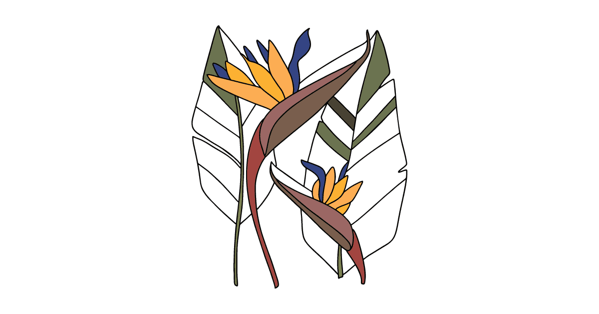Strelitzia coloring page ♥ Online and Print for Free!