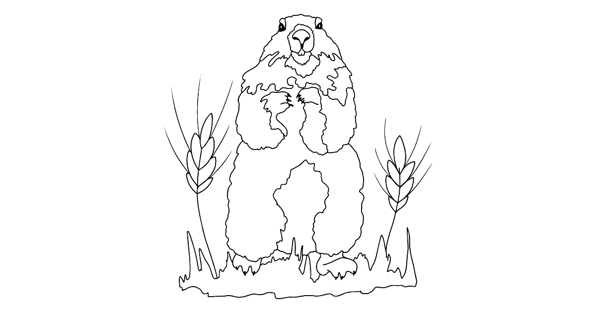Coloring Page - A Groundhog is Looking out of Its Burrow ♥ Online