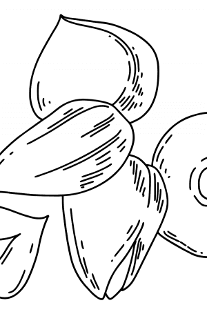 Nuts coloring page for kids ♥ Online or Printable for Free!