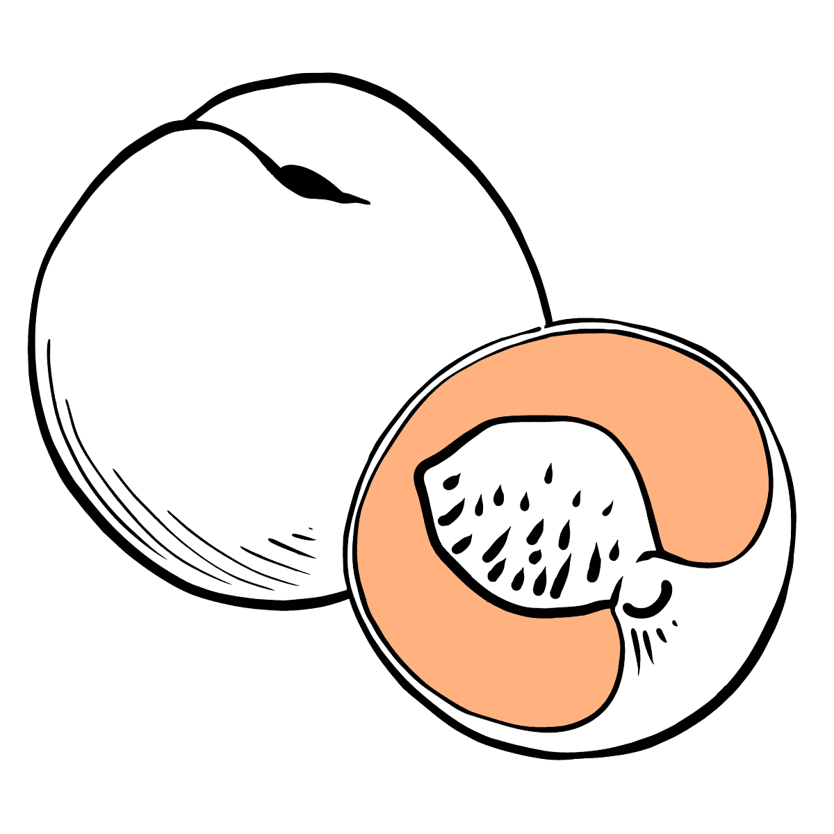 Nectarine coloring page for kids ♥ Online and Print for Free!