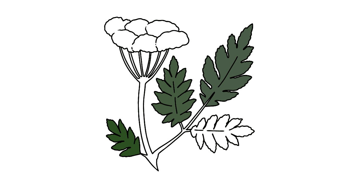 Hemlock coloring page for kids ♥ Online and Print for Free!