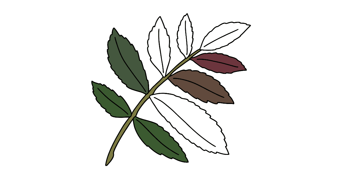 Sumac Tree Leaf coloring page ♥ Online and Print for Free!