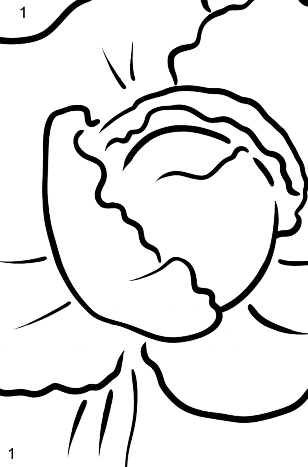 White Cabbage coloring page ♥ Online and Printable for Free!